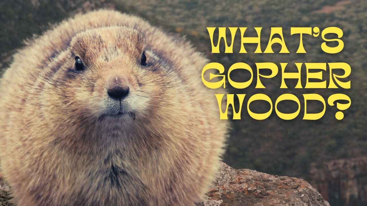 Gopher wood: 7 amazing facts you need to know