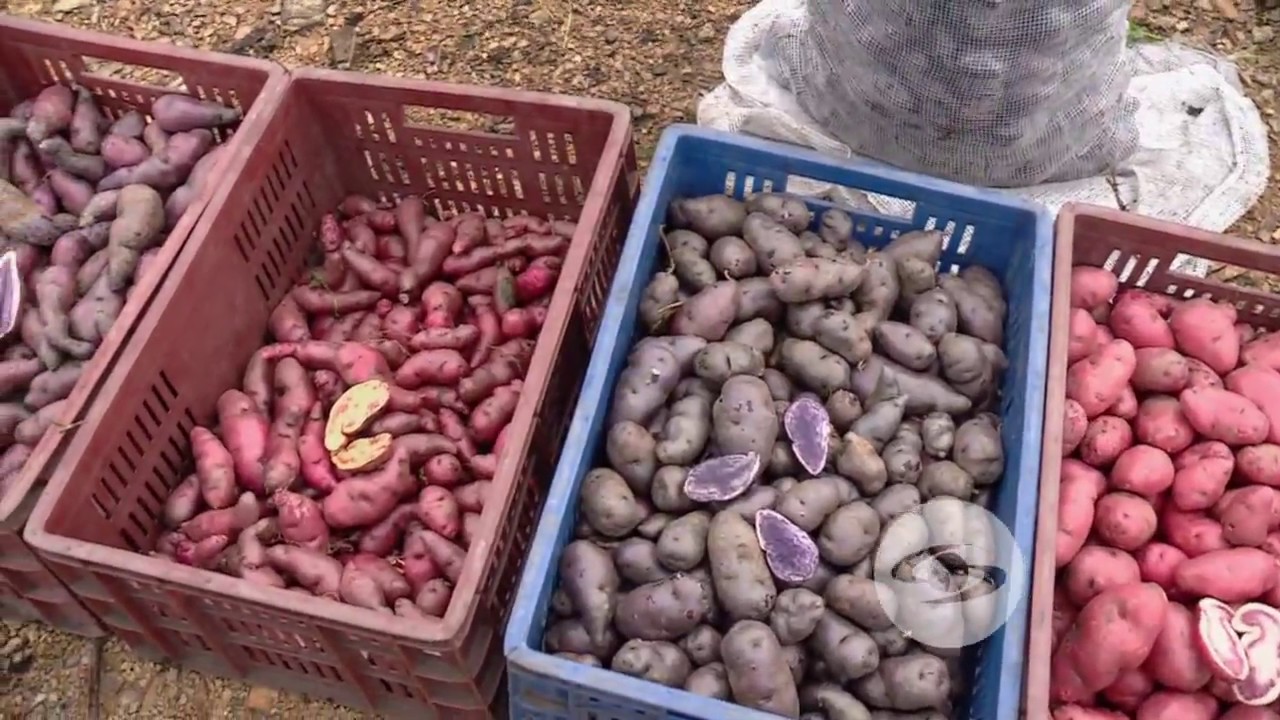 Papa morada: 7 beneficios sorprendentes que debes conocer