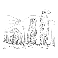 ᐅ Top 10 Coloriage Suricate