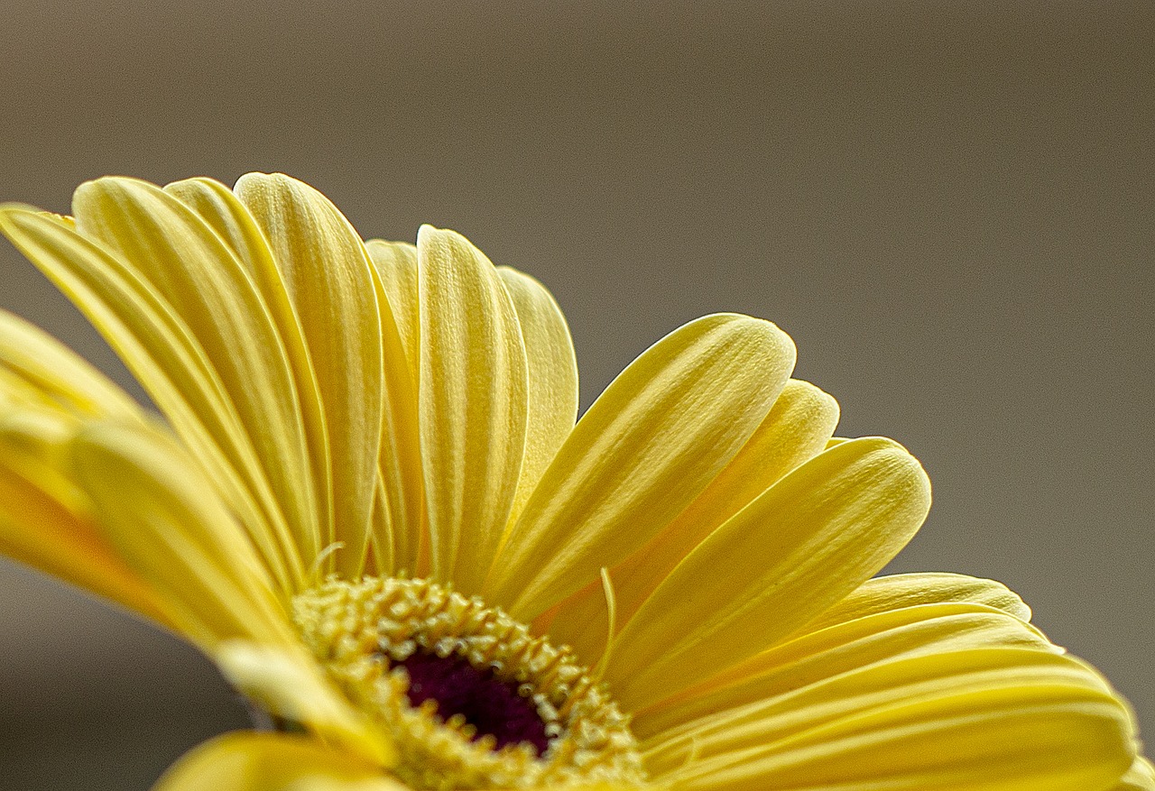 ᐅ Blume zum Ausmalen 7 kreative Ideen für mehr Spaß und Entspannung