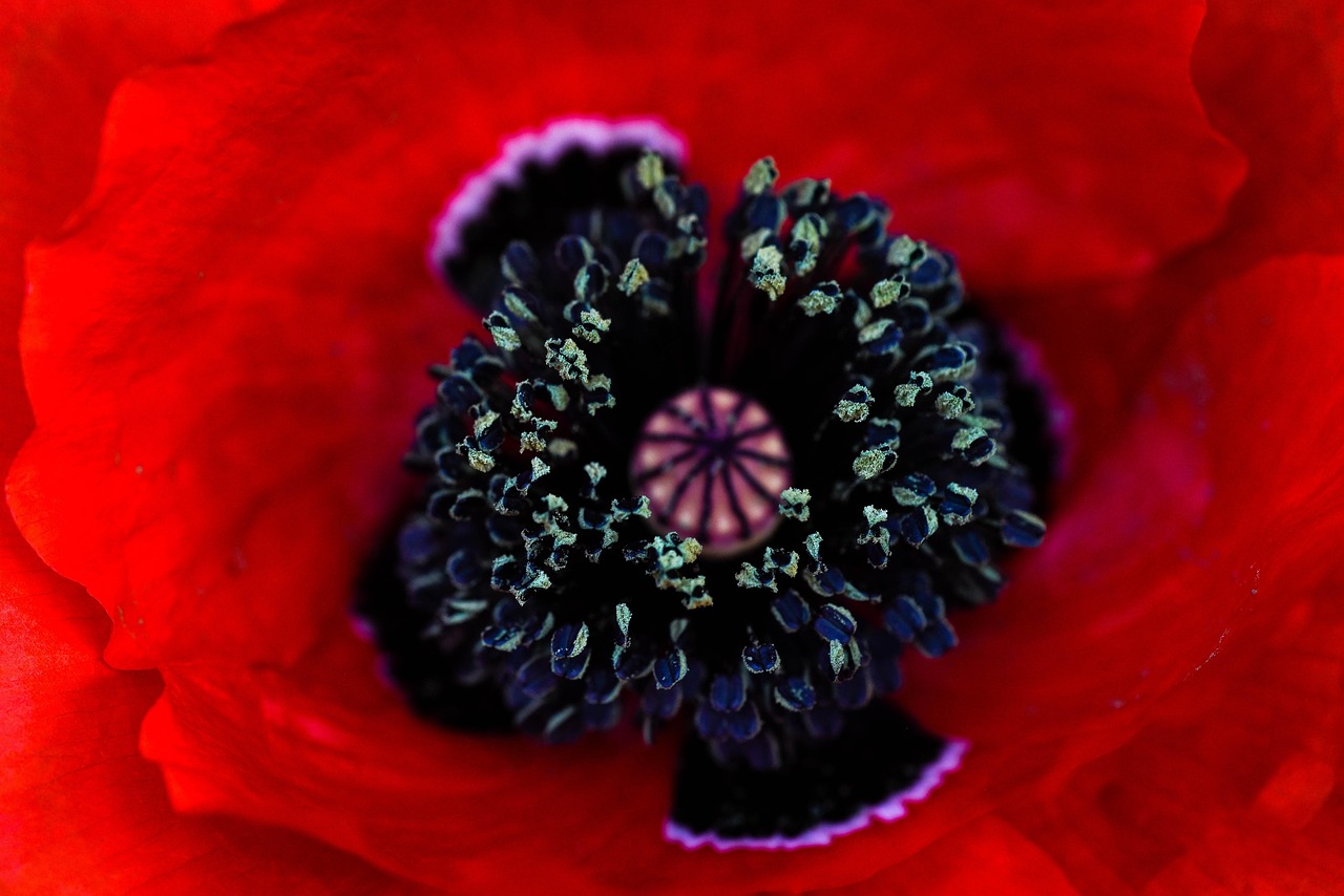 ᐅ Opium herstellen aus Mohn: 5 Schritte für Einsteiger